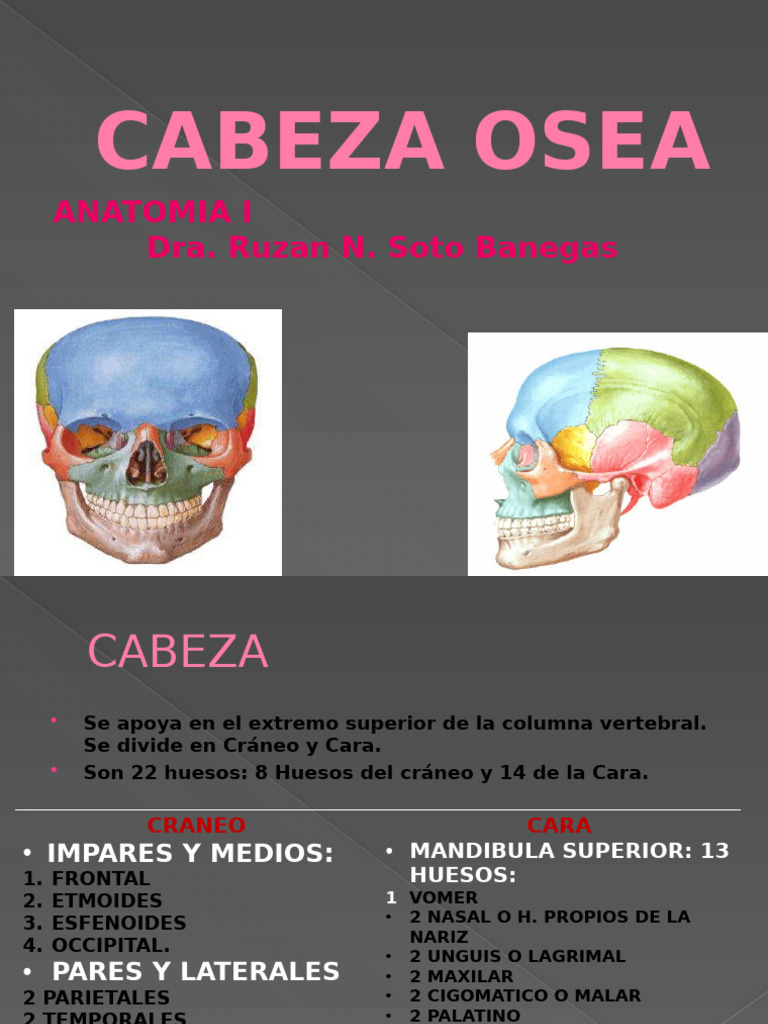 Anatomía de la Cabeza Ósea: Huesos y Estructuras | PDF ...
