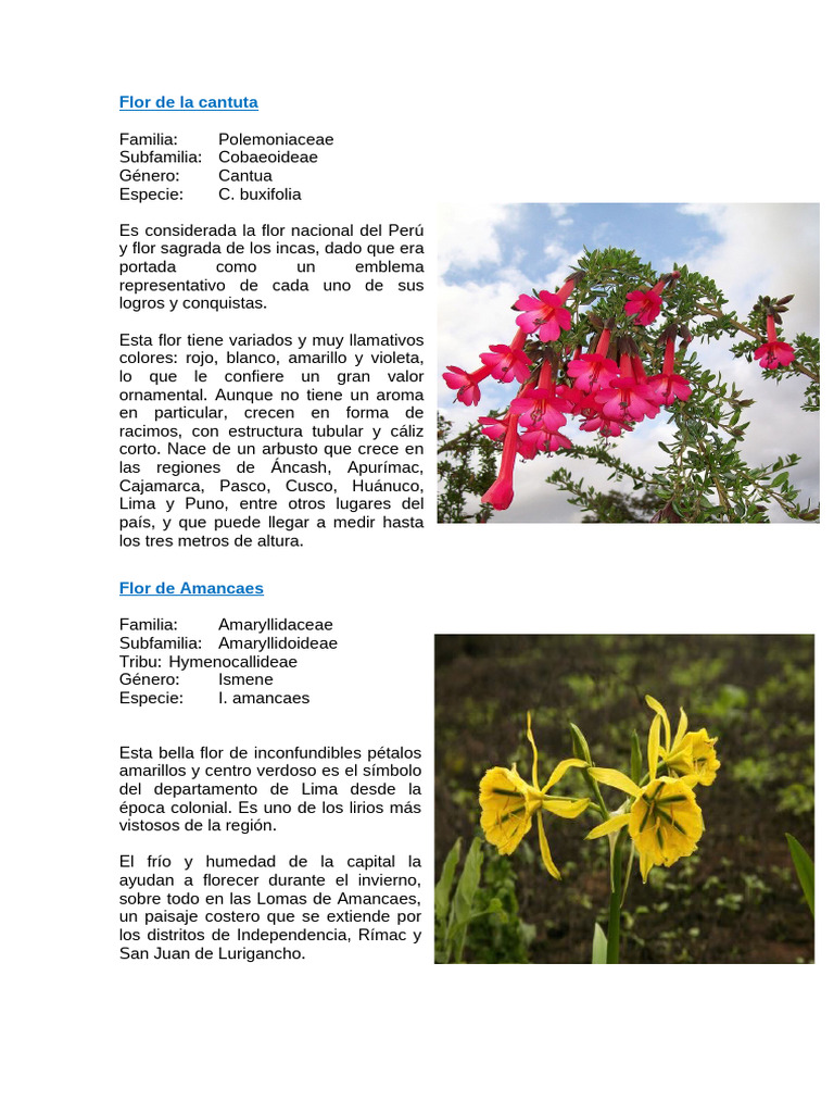 Flor de La Cantuta | PDF