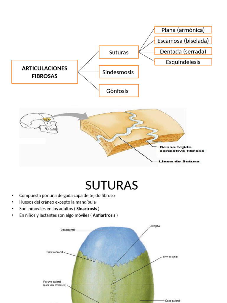 Expo Morfo Articulacion - PPTM | PDF