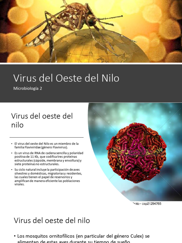 Virus del Oeste del Nilo | PDF