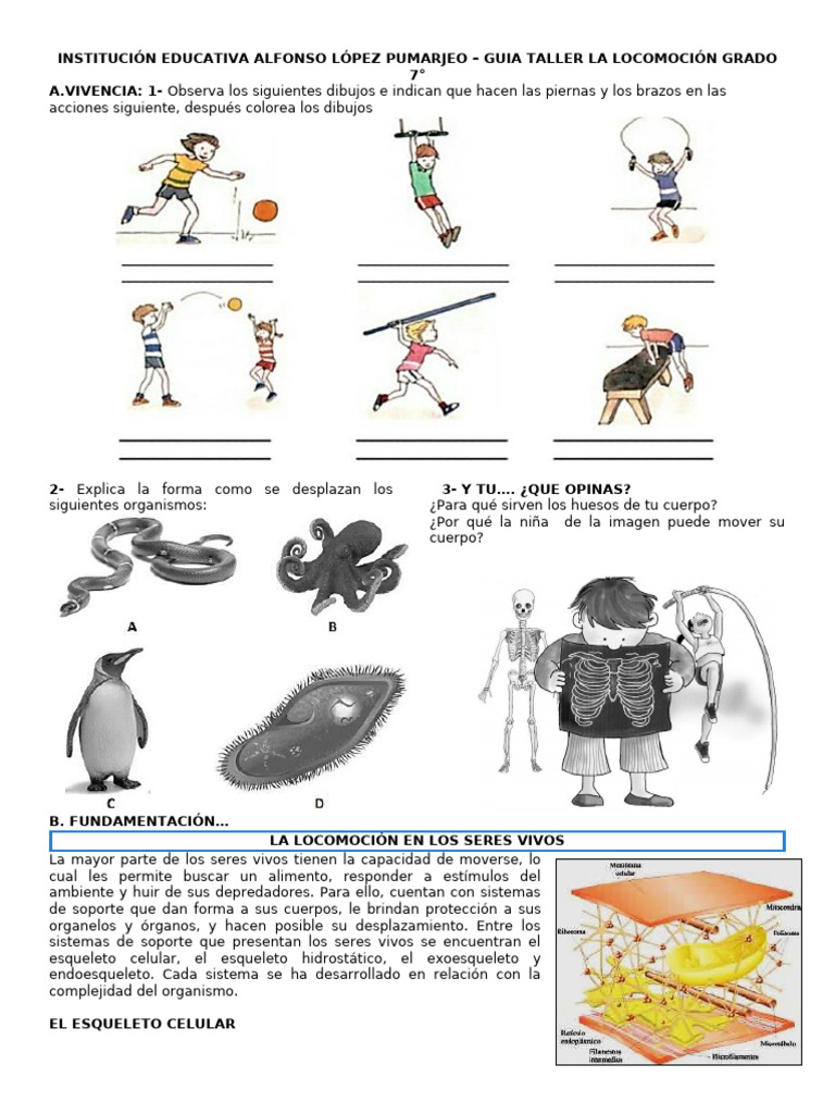 locomocion | PDF