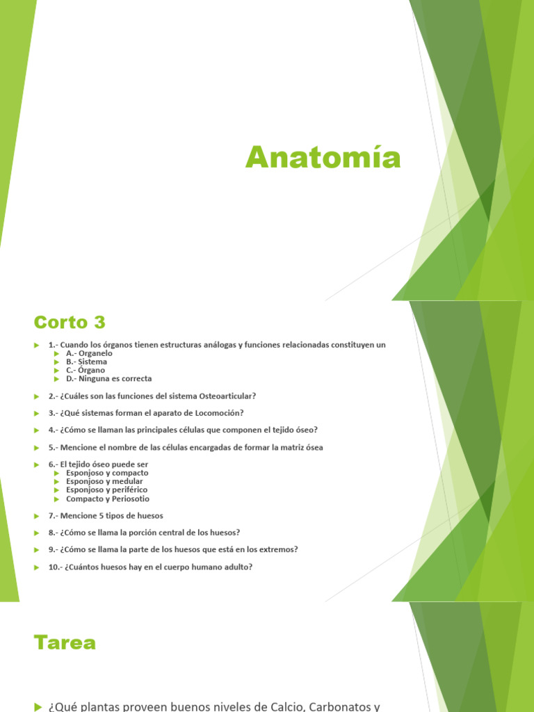 Anatomía RED 4 | PDF