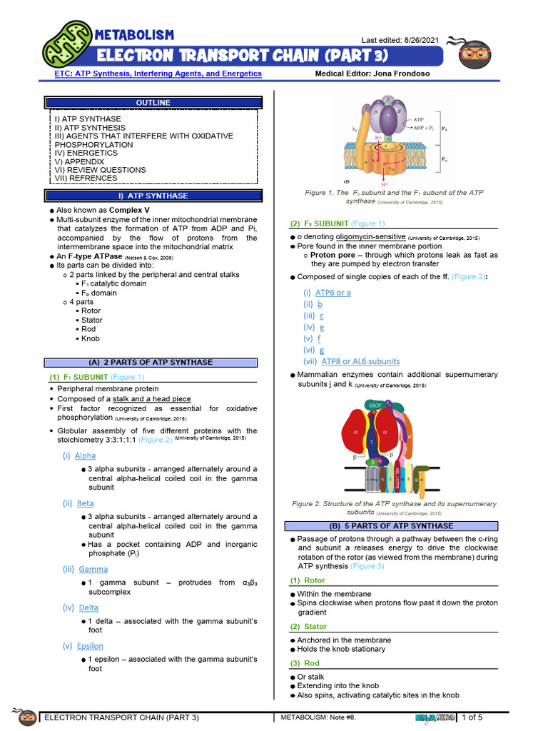 Electron Transport Chain- DETAILED Part 3 atf | PDF