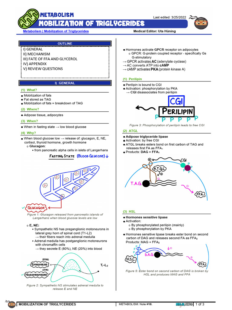 Mobilization of Triglycerides atf | PDF