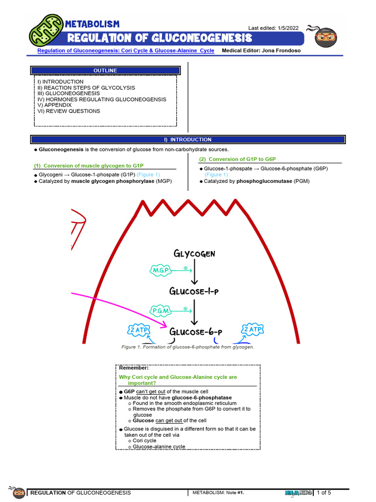 Regulation of Gluconeogenesis Atf | PDF