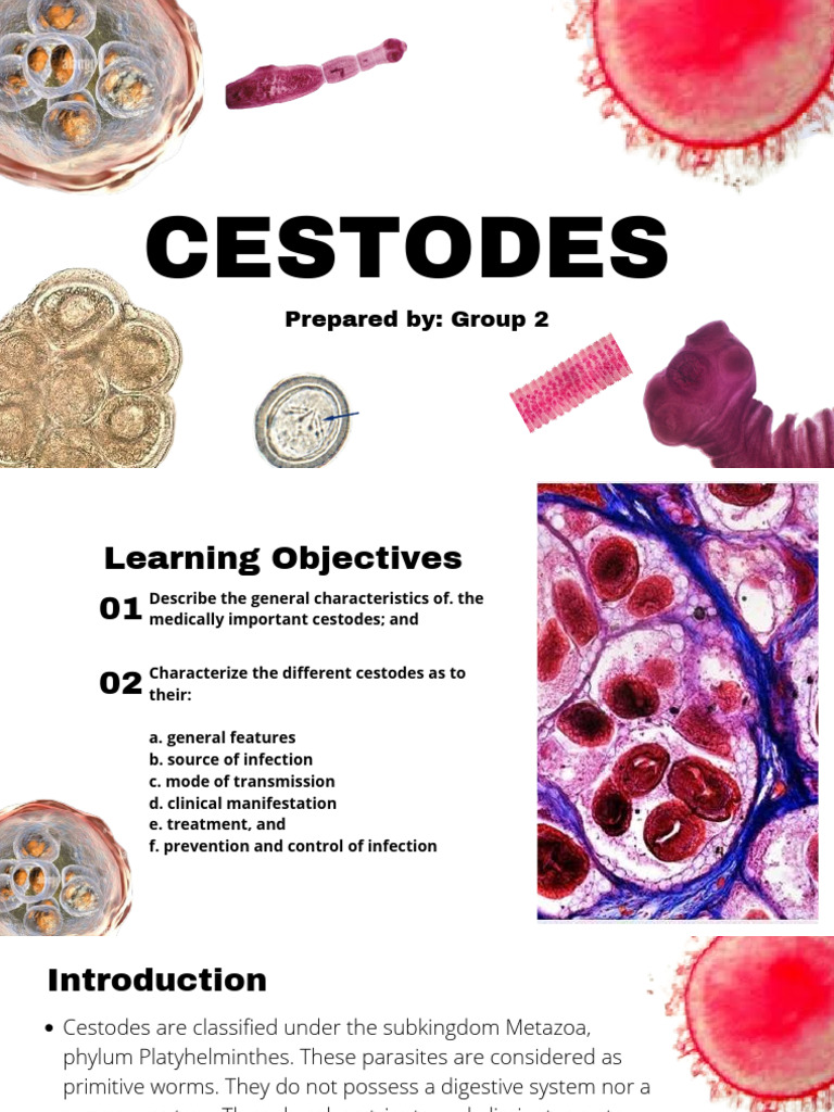 Chapter 13.cestodes | PDF