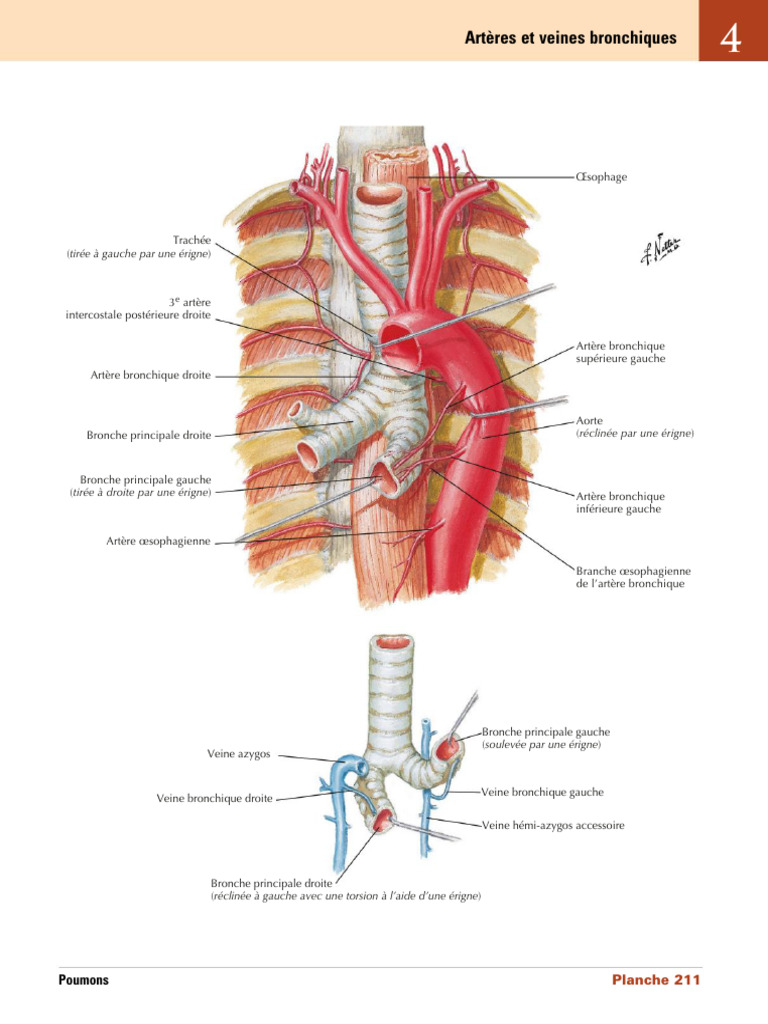 Artères Et Veines Bronchiques | PDF