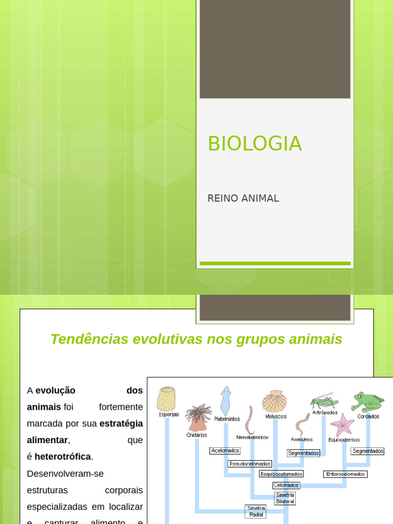 Biologia - Reino Animal | PDF