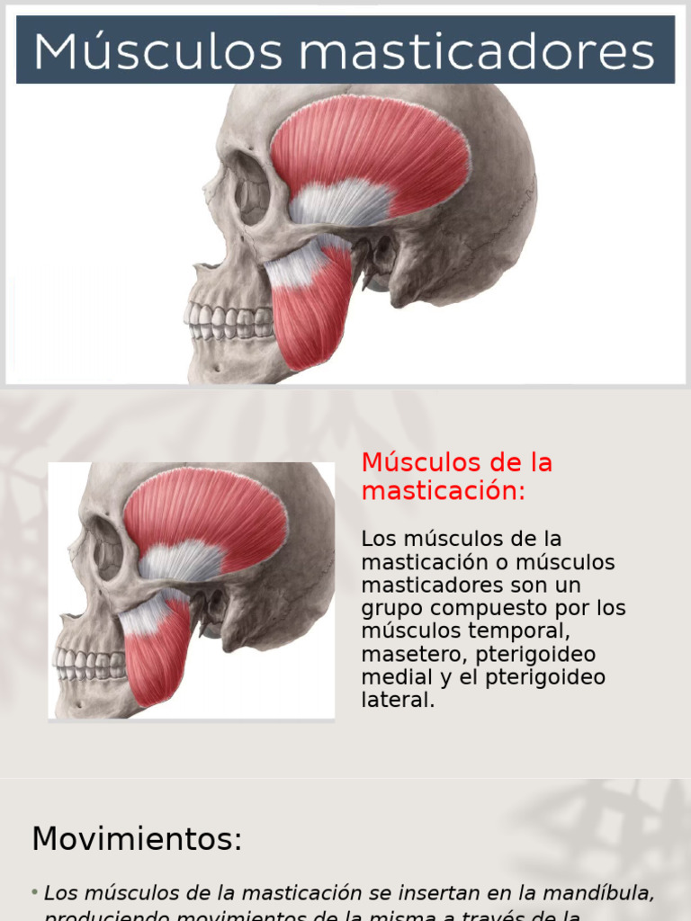 Expo Musculos Masticadores | PDF