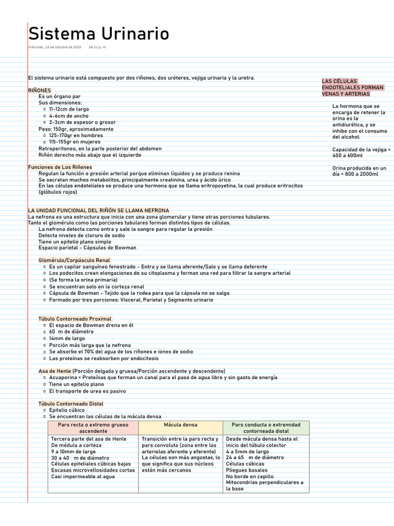 Histología Del Sistema Urinario | PDF