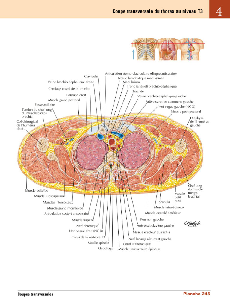 Coupe Transversale Du Thorax Au Niveau T3 | PDF