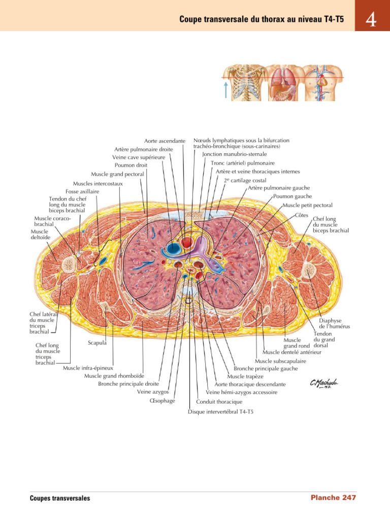 Coupe Transversale Du Thorax Au Niveau T4-T5 | PDF