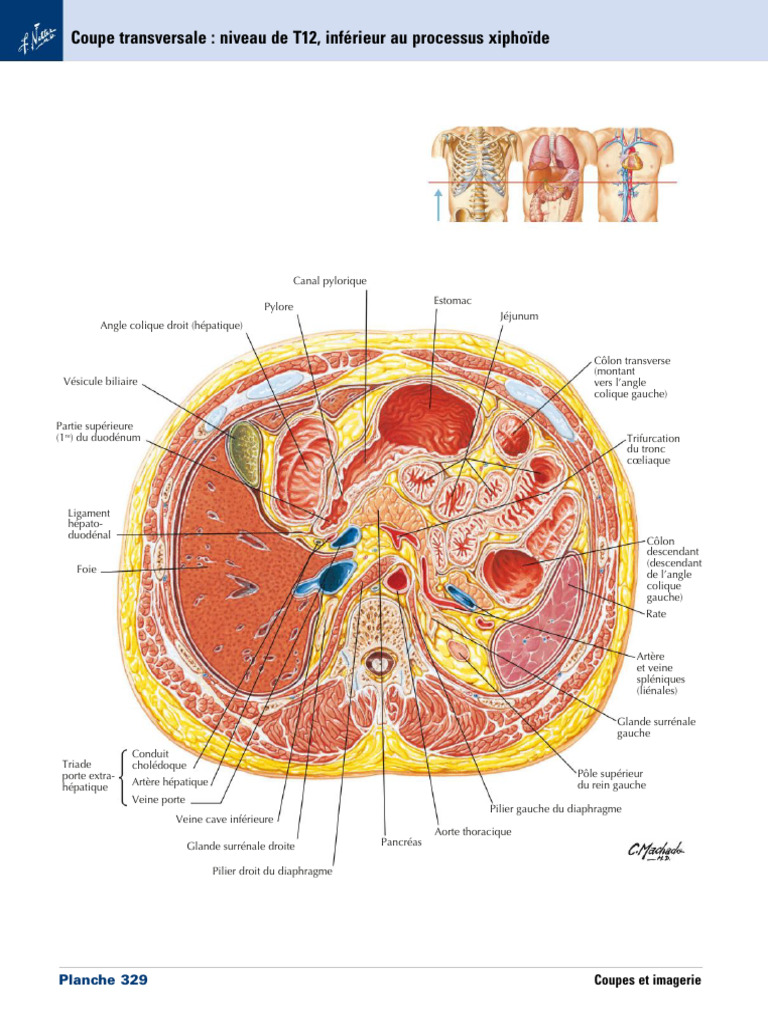 Coupe Transversale Niveau de T12, Inférieur Au Processus Xiphoïde | PDF