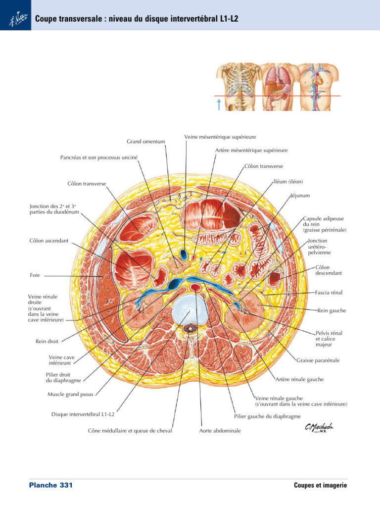 Coupe transversale niveau du disque intervertébral L1-L2 | PDF
