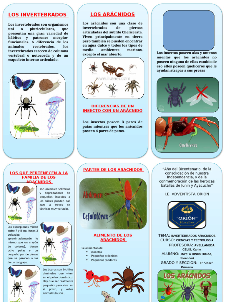 Aracnidos Triptico | PDF