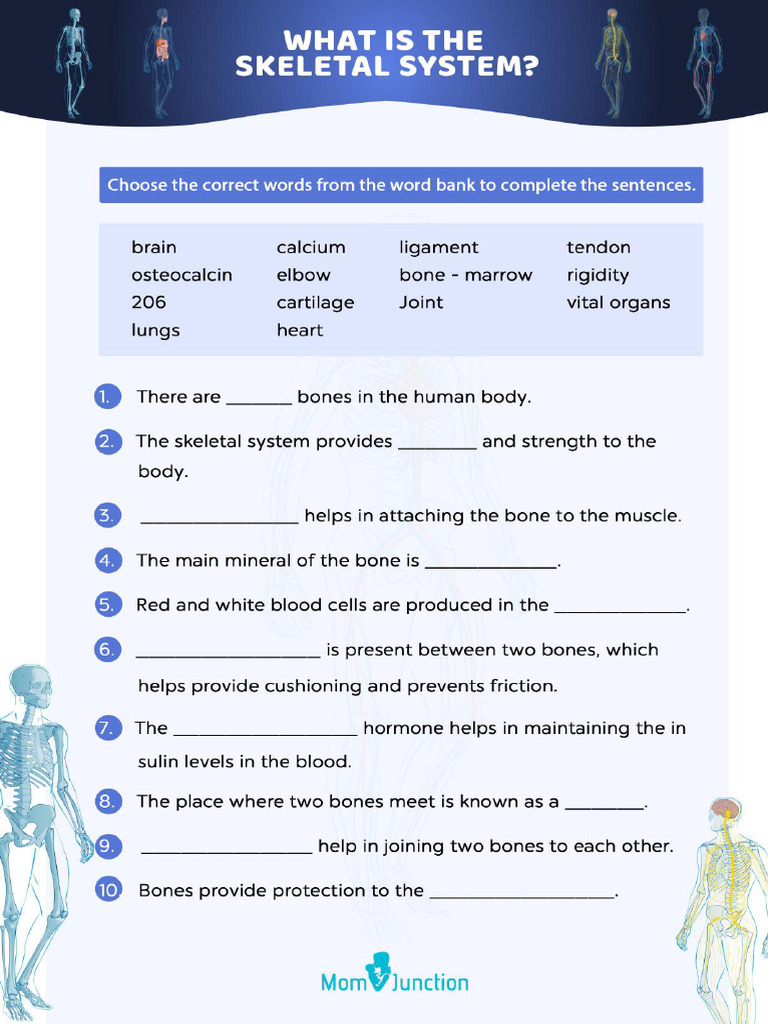Human Skeletal System Fill in The Blanks | PDF