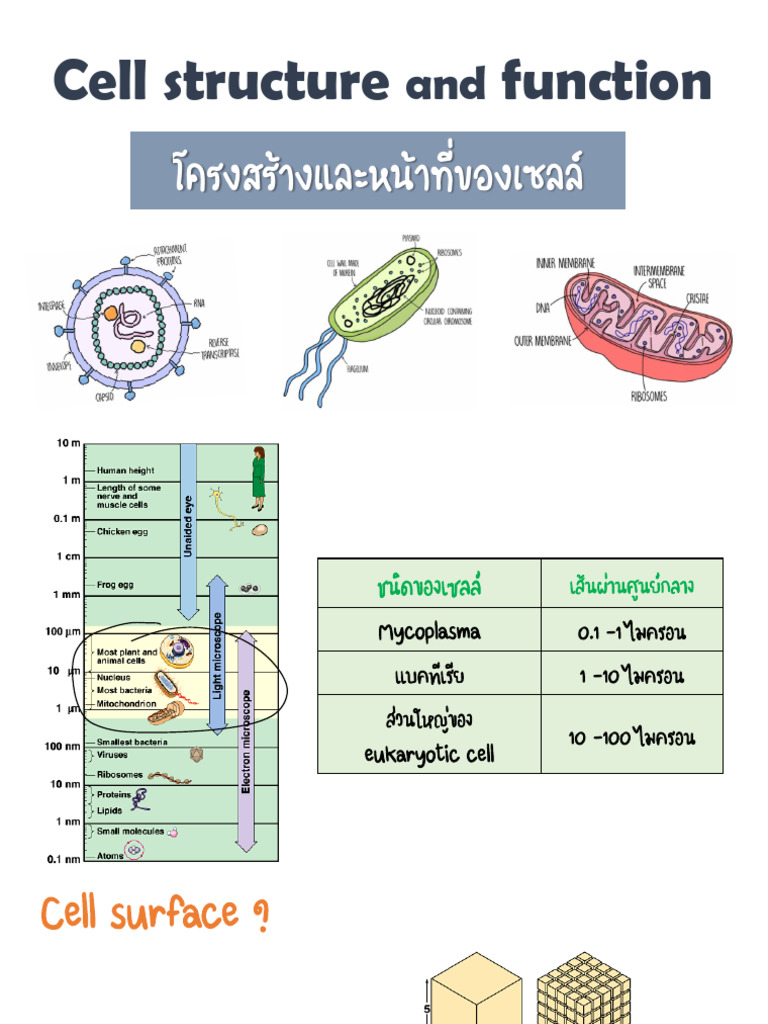 66_5 cell structure and function | PDF