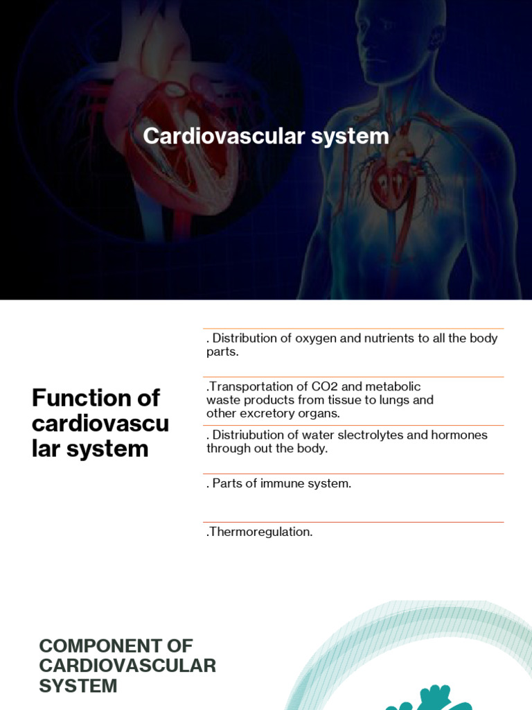 Cardiovascular System | PDF