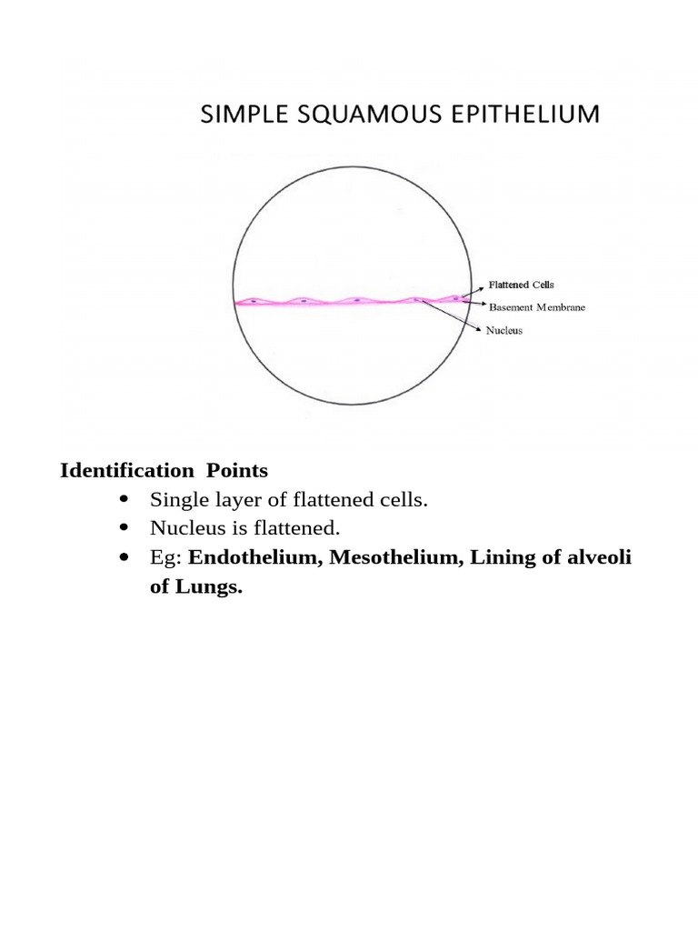 1 Epithelium Pdf