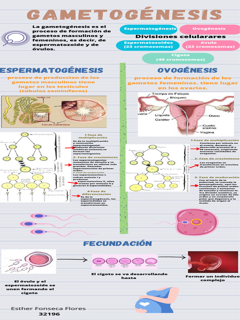 GAMETOGENESIS | PDF | Anatomy | Cells