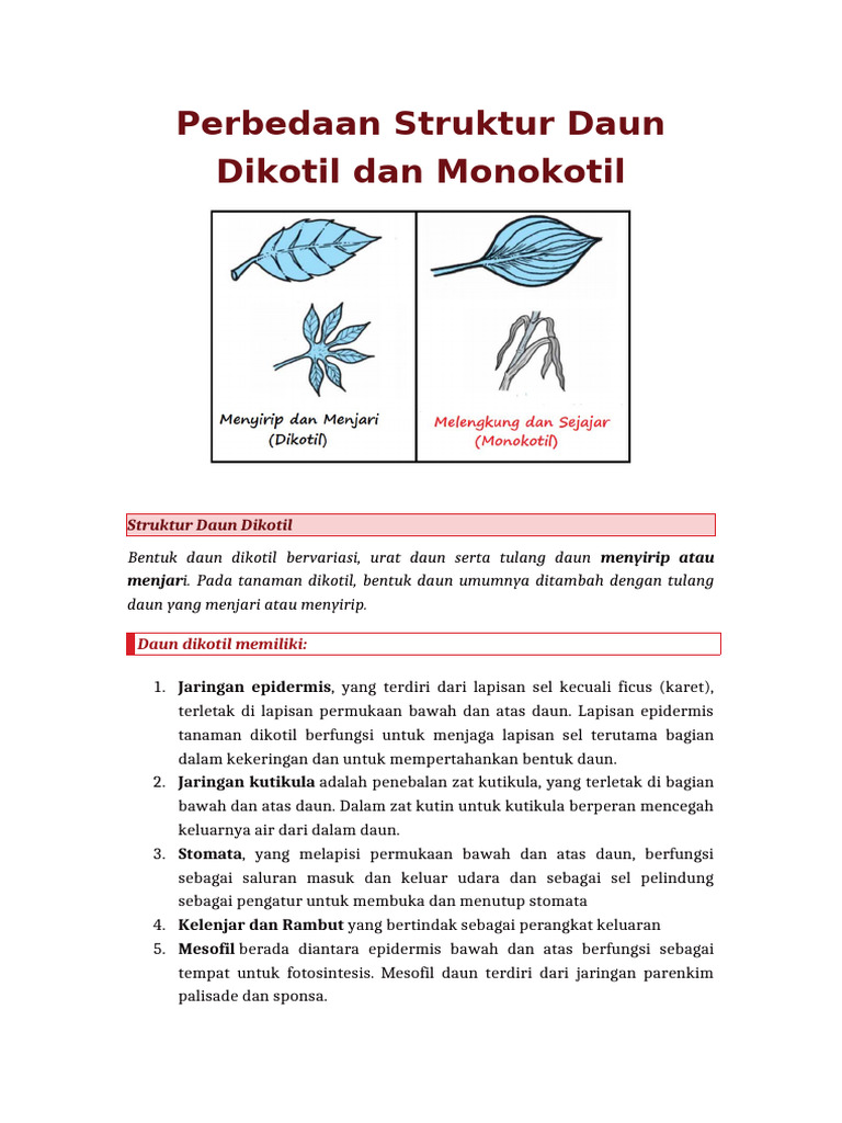 Perbedaan Struktur Daun Dikotil Dan Monokotil | PDF