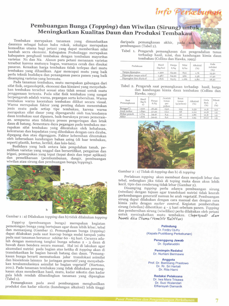 Pembuangan Bunga (Topping) Dan Wiwilan | PDF