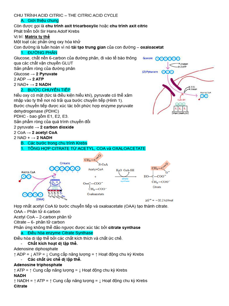 Chu Trình Acid Citric | PDF