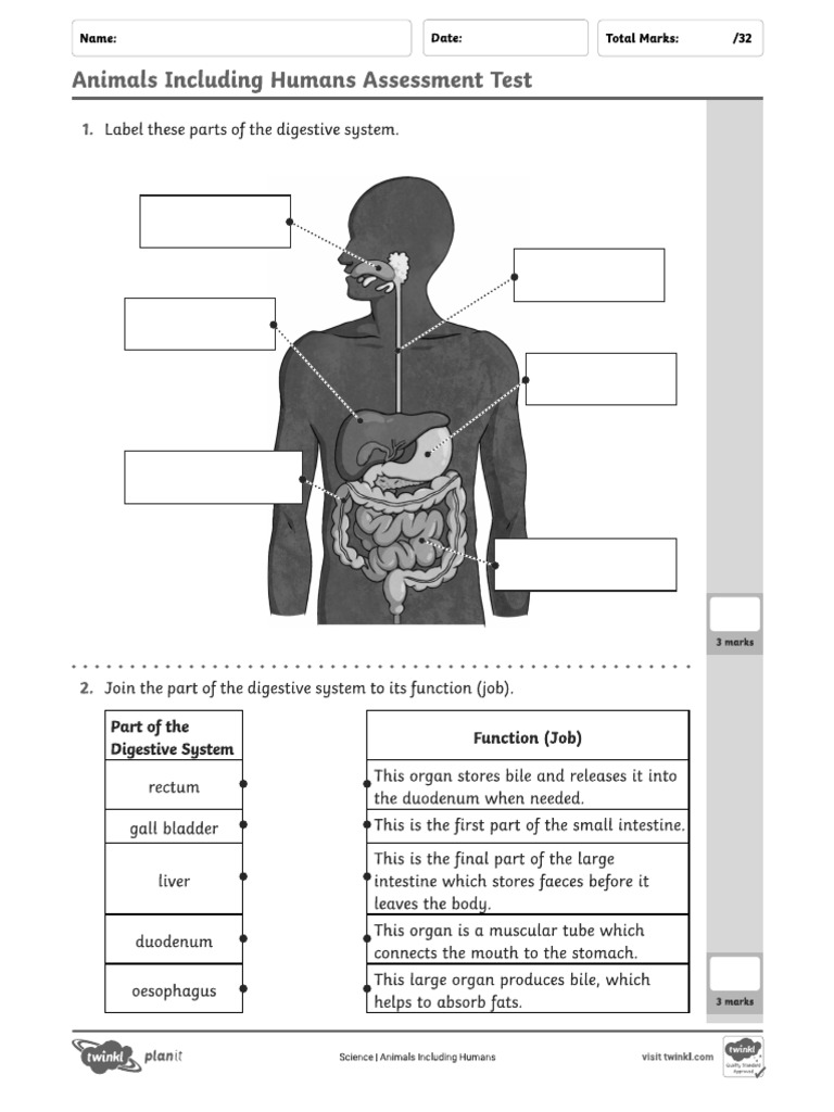 Digestive System Assessment | PDF