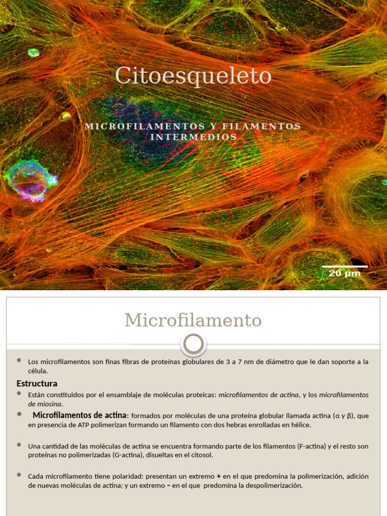Citoesqueleto | PDF