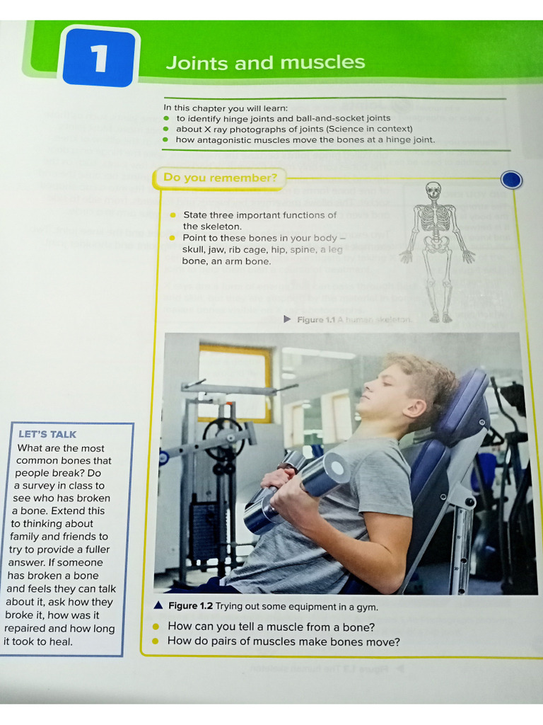 Grade 7 Chapter 1 Joints and Muscles | PDF