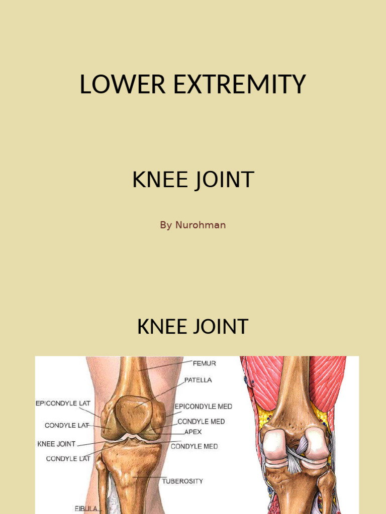 Knee Joint | PDF