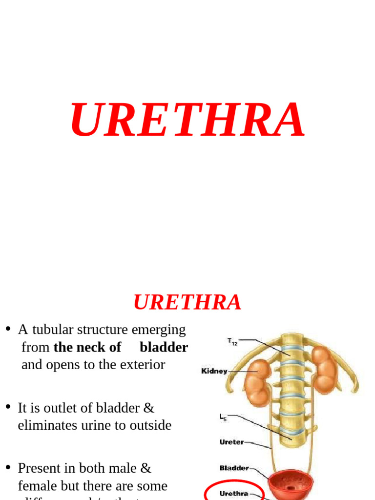 Urethra | PDF