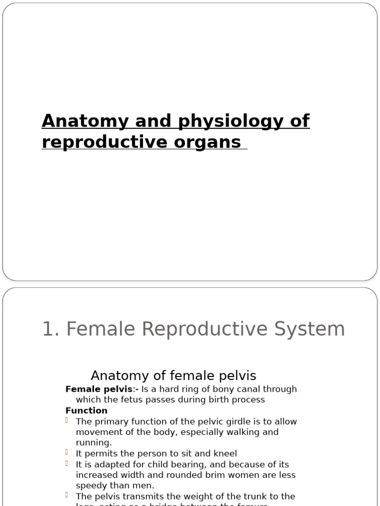 Female Genital System | PDF