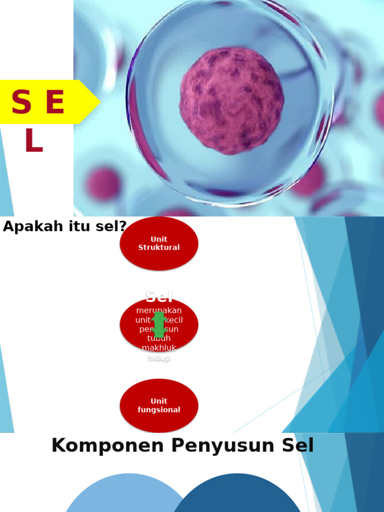 Struktur Dan Organel Sel | PDF