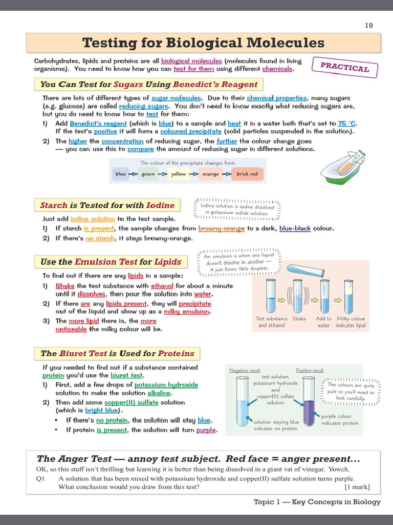 8 Testing For Biological Molecules | PDF