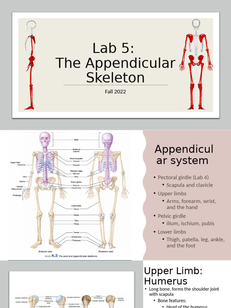 Lab 5 Appendicular Skeleton | PDF