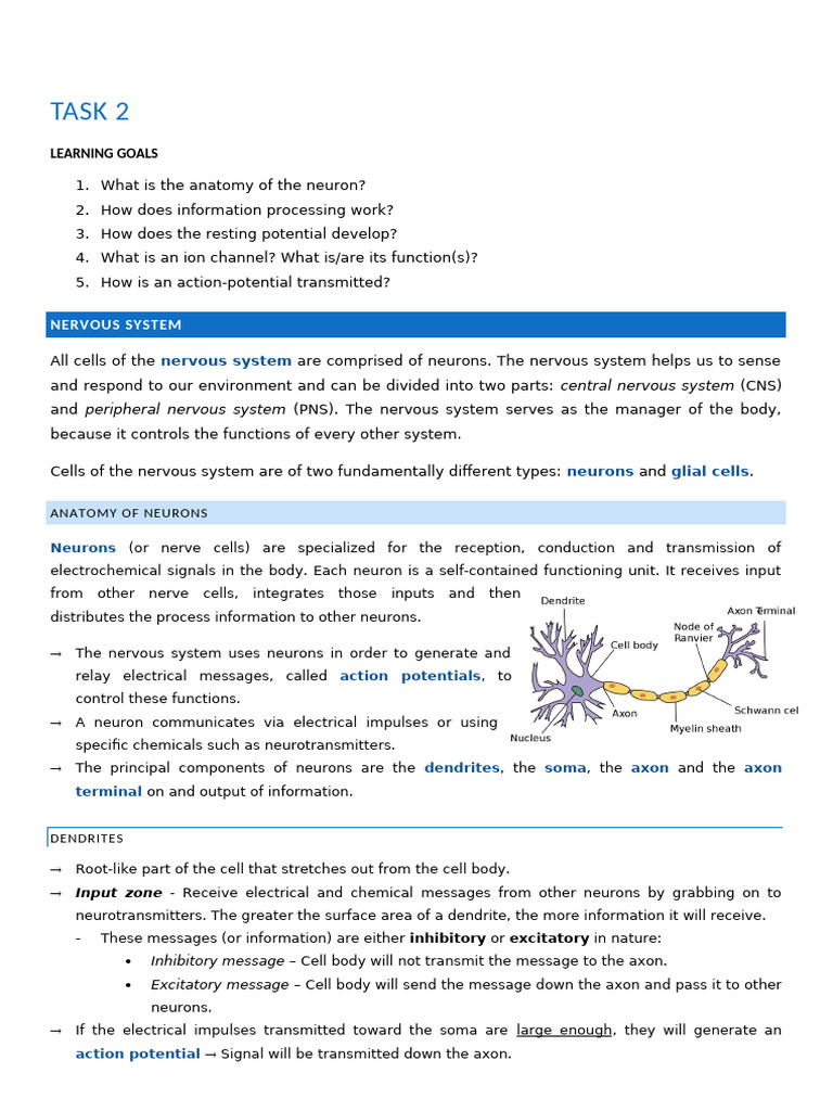 TASK 2 - Neurons | PDF