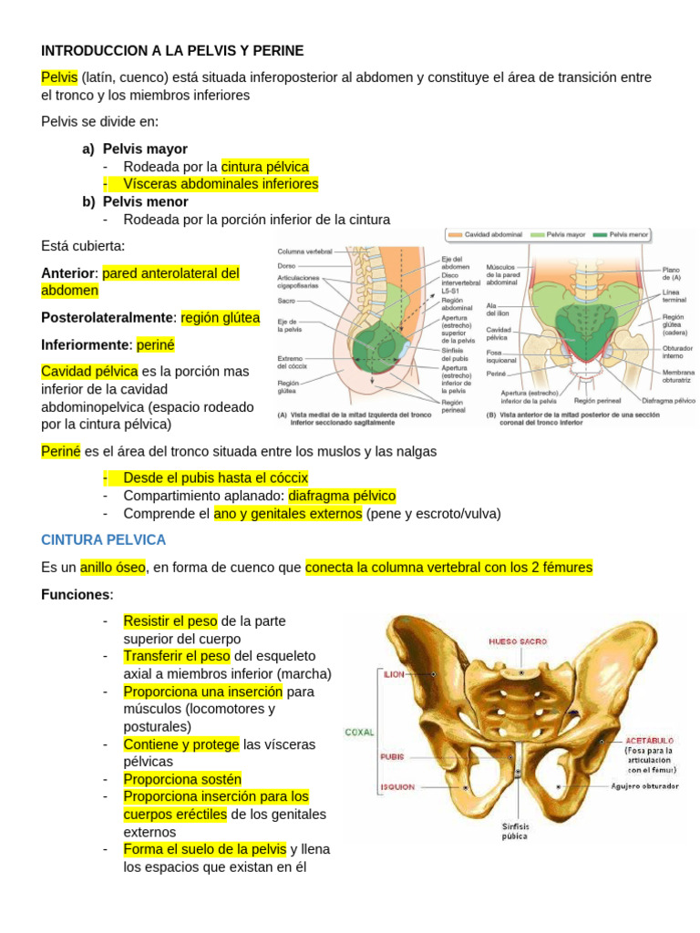 Pelvis y Perine | PDF | Pelvis | Sistema musculoesquelético