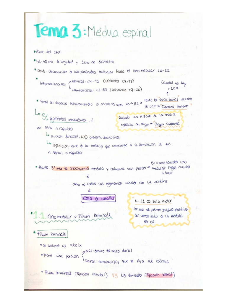 Tema 3 - Médula Espinal | PDF