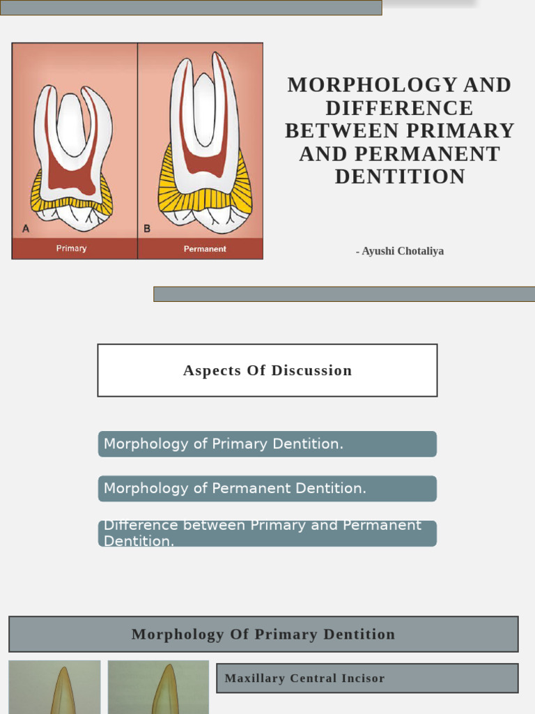 Morphology of Primary and Permanent Teeth | PDF