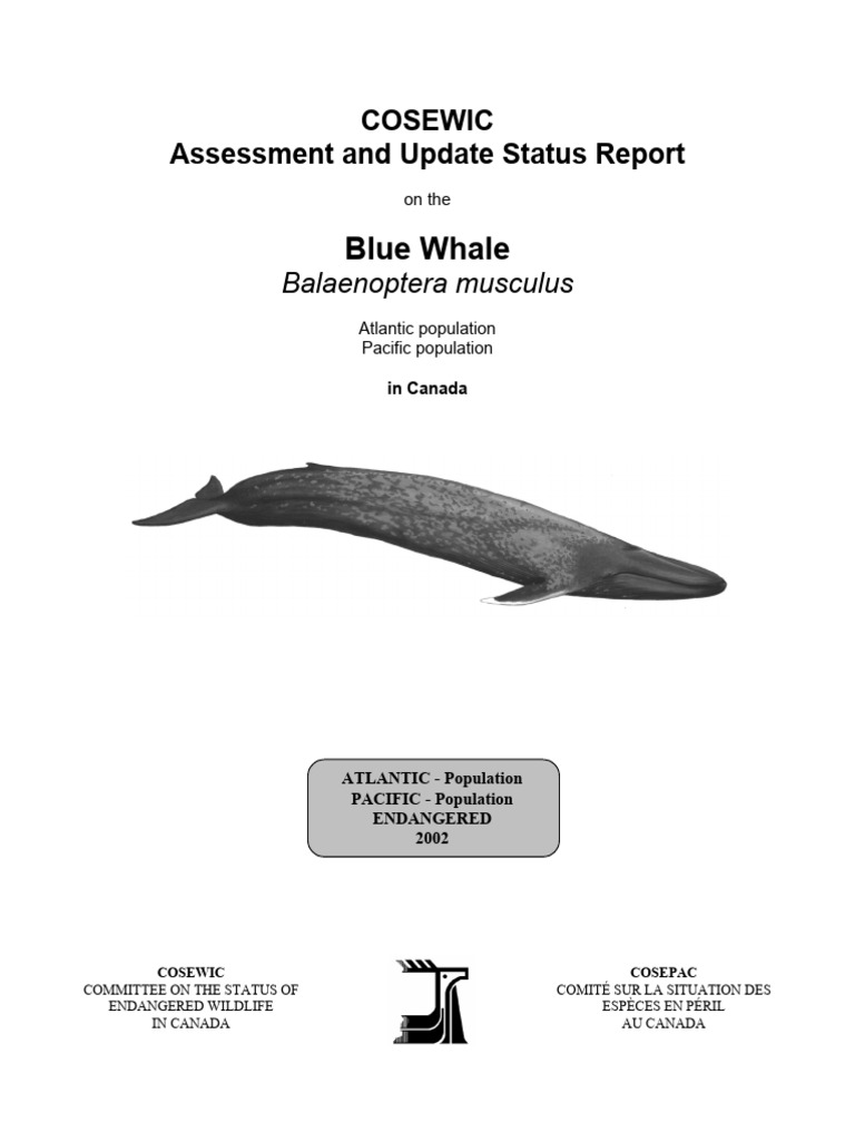 SR Blue Whale e | PDF