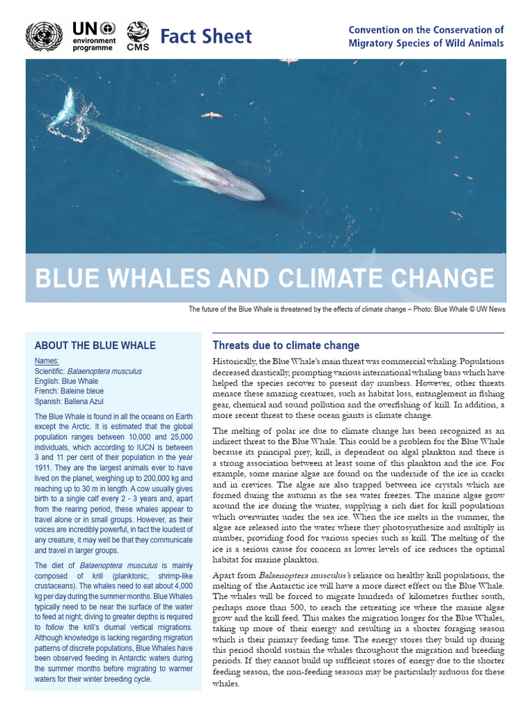 Fact Sheet Blue Whale Climate Change | PDF