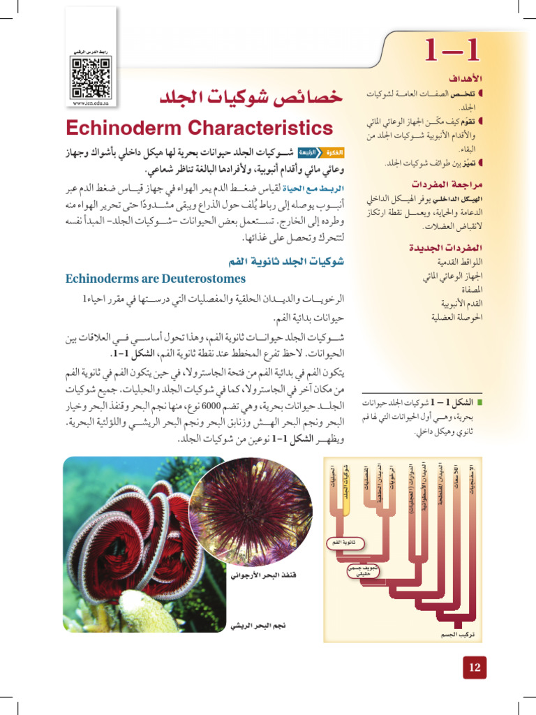 Echinoderm Characteristics: Echinoderms Are Deuterostomes | PDF