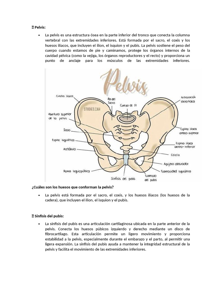 Pelvis | PDF