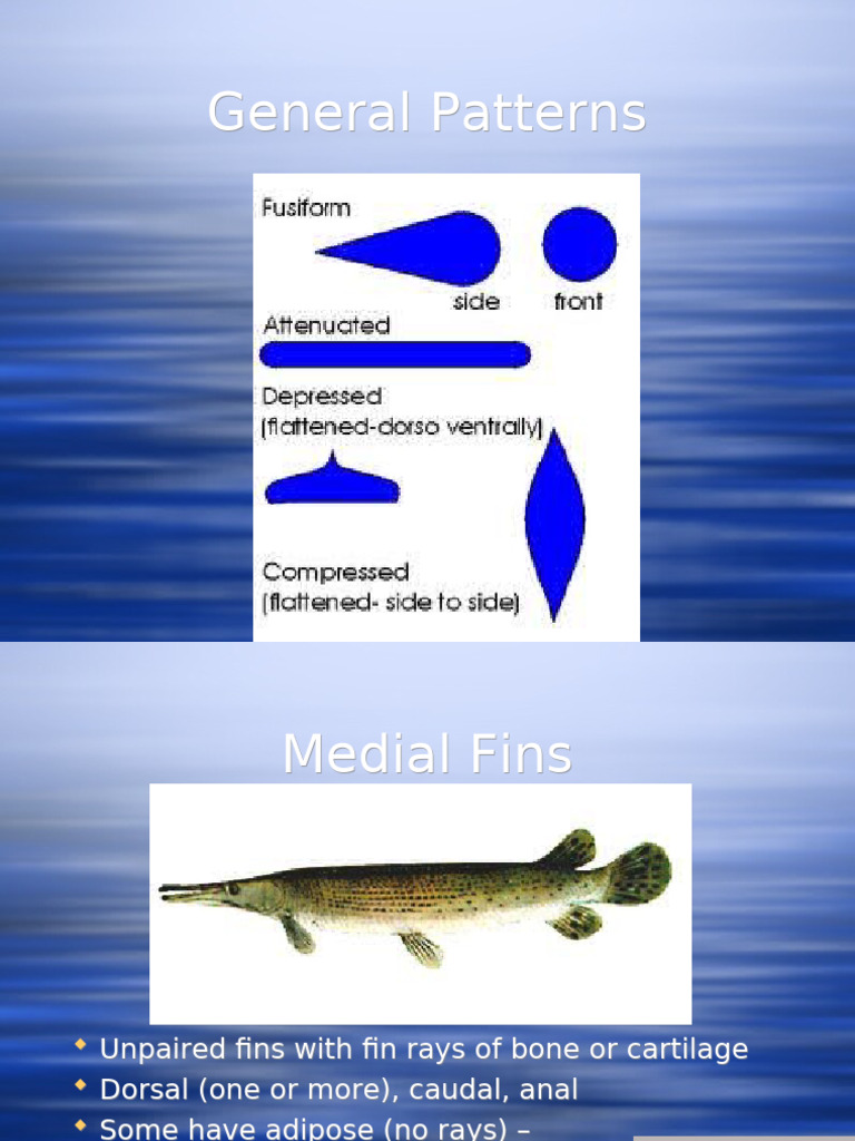 D1 Body Modifications Pdf