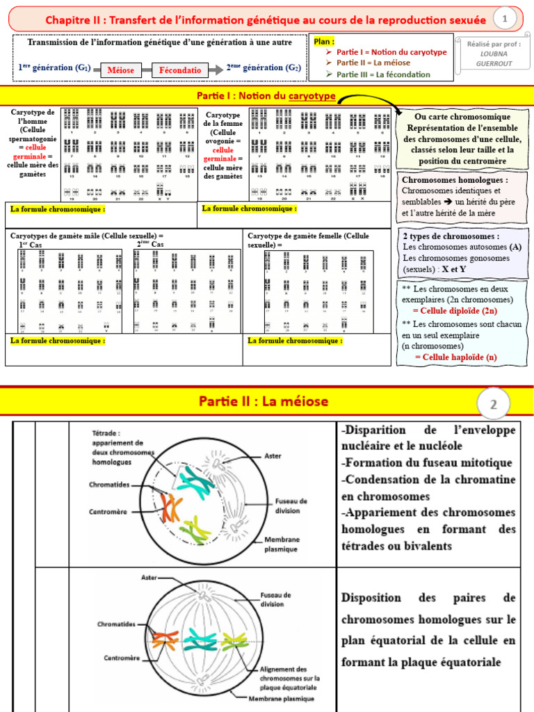 SVT Résumé Chapitre 2 Unité 2 (Méiose + Fécondation) | PDF