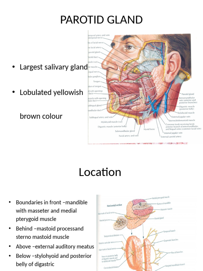 Parotid Gland | PDF