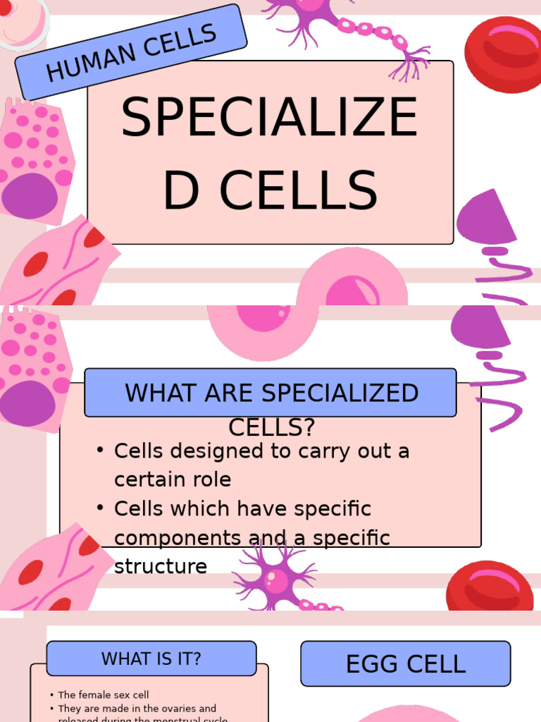 Specialized Cells Biology Presentation in A Blue and Pink Style | PDF