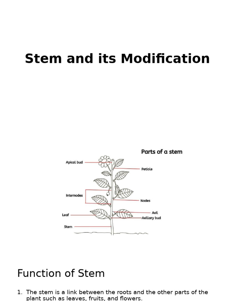 Stem Modification | PDF