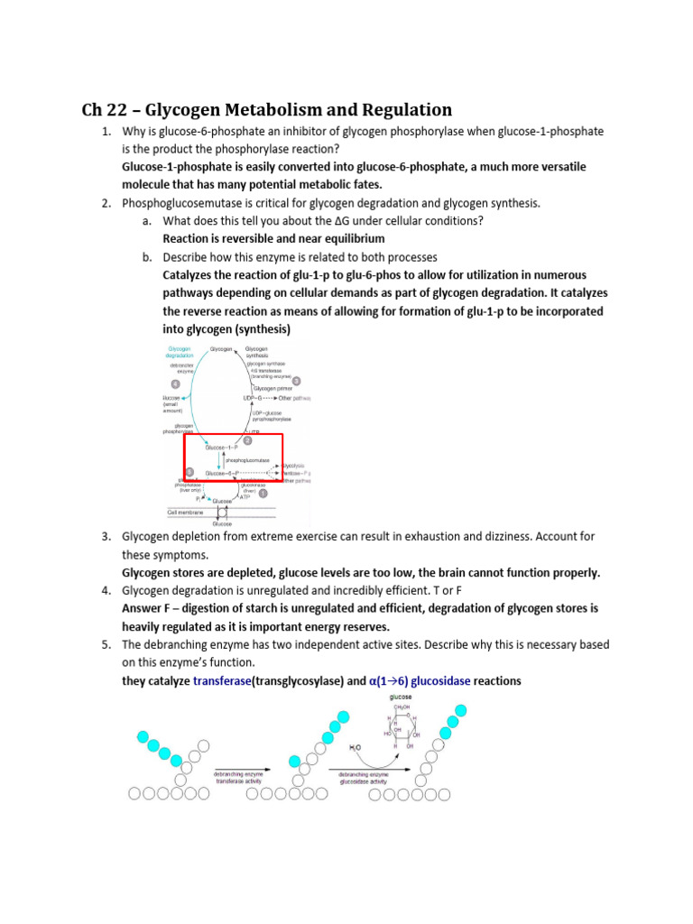Glycogen Metabolism Practice Questions | PDF